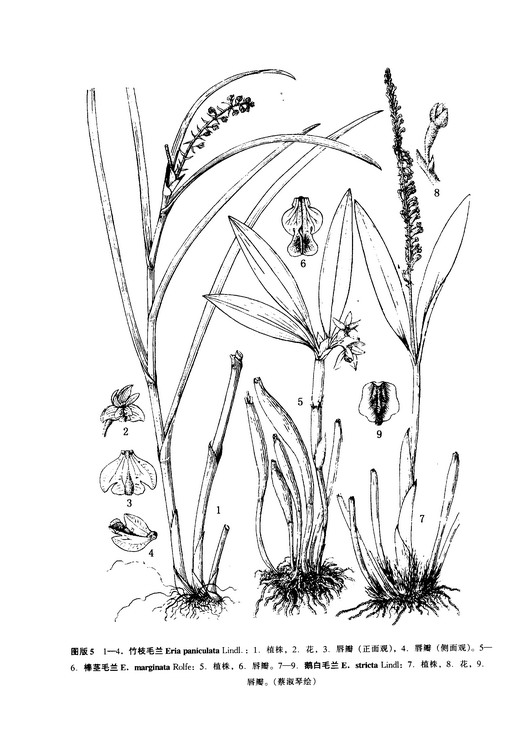 鹅白毛兰 Eria stricta Lindl.