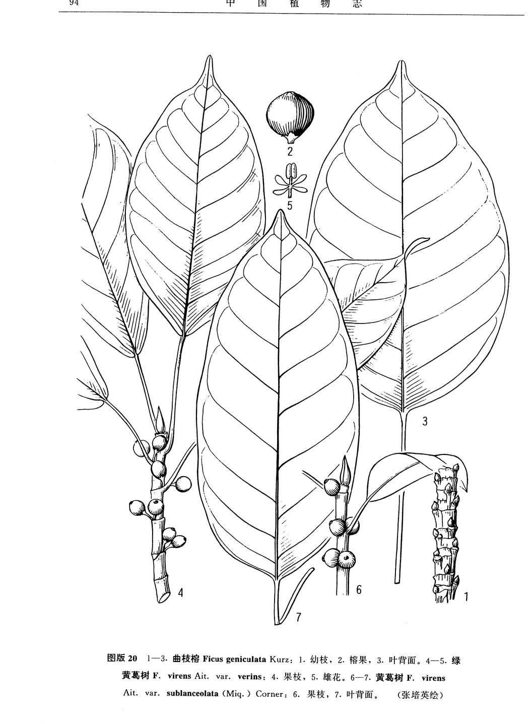 曲枝榕 Ficus geniculata Kurz