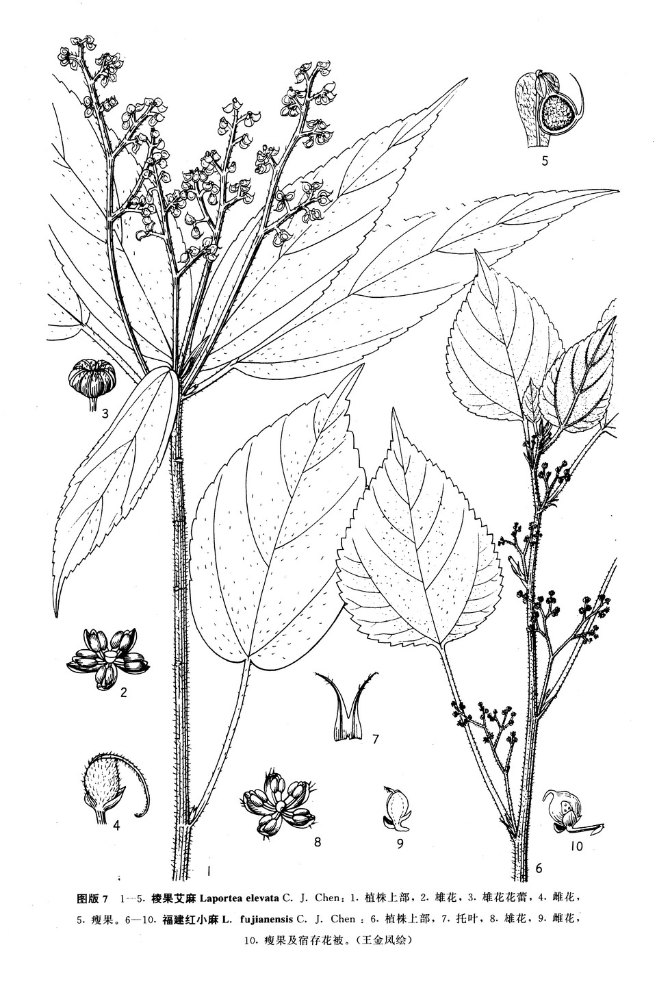 棱果艾麻 Laportea elevata C. J. Chen