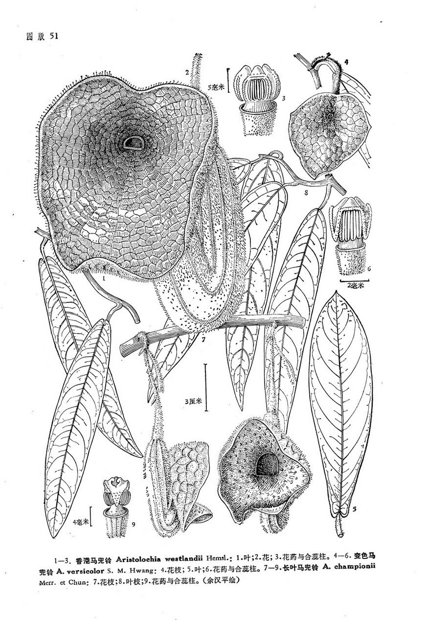 香港马兜铃 Aristolochia westlandii Hemsl.
