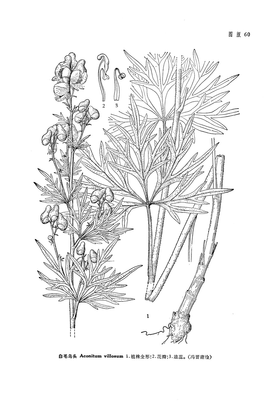 白毛乌头 Aconitum villosum Rchb.