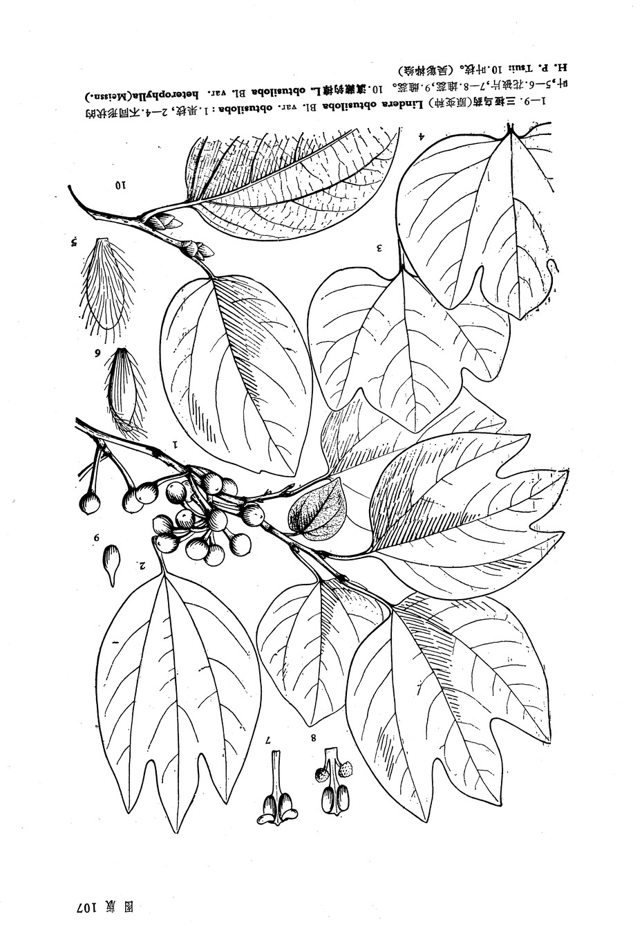 三桠乌药（原变种） Lindera obtusiloba Blume var. obtusiloba