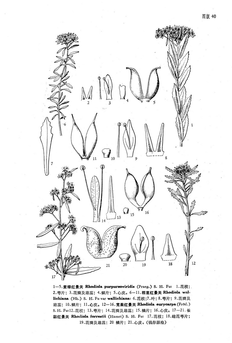 宽果红景天 Rhodiola eurycarpa (Fröd.) S. H. Fu