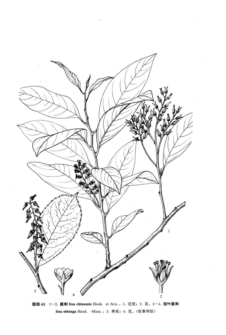 矩叶鼠刺 Itea oblonga Hand.-Mazz.