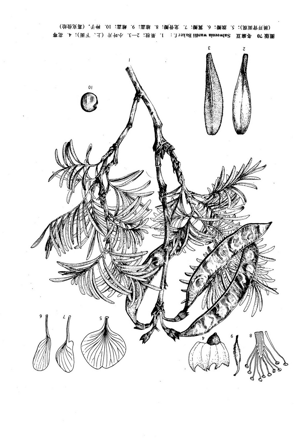 冬麻豆 Salweenia wardii Baker f.