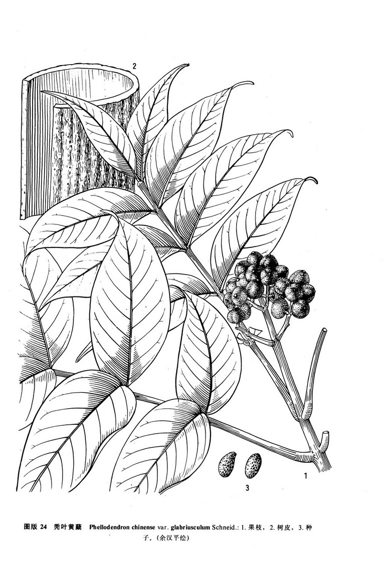 秃叶黄檗（变种） Phellodendron chinense Schneid. var. glabriusculum Schneid.