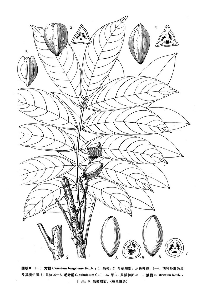 滇榄 Canarium strictum Roxb.