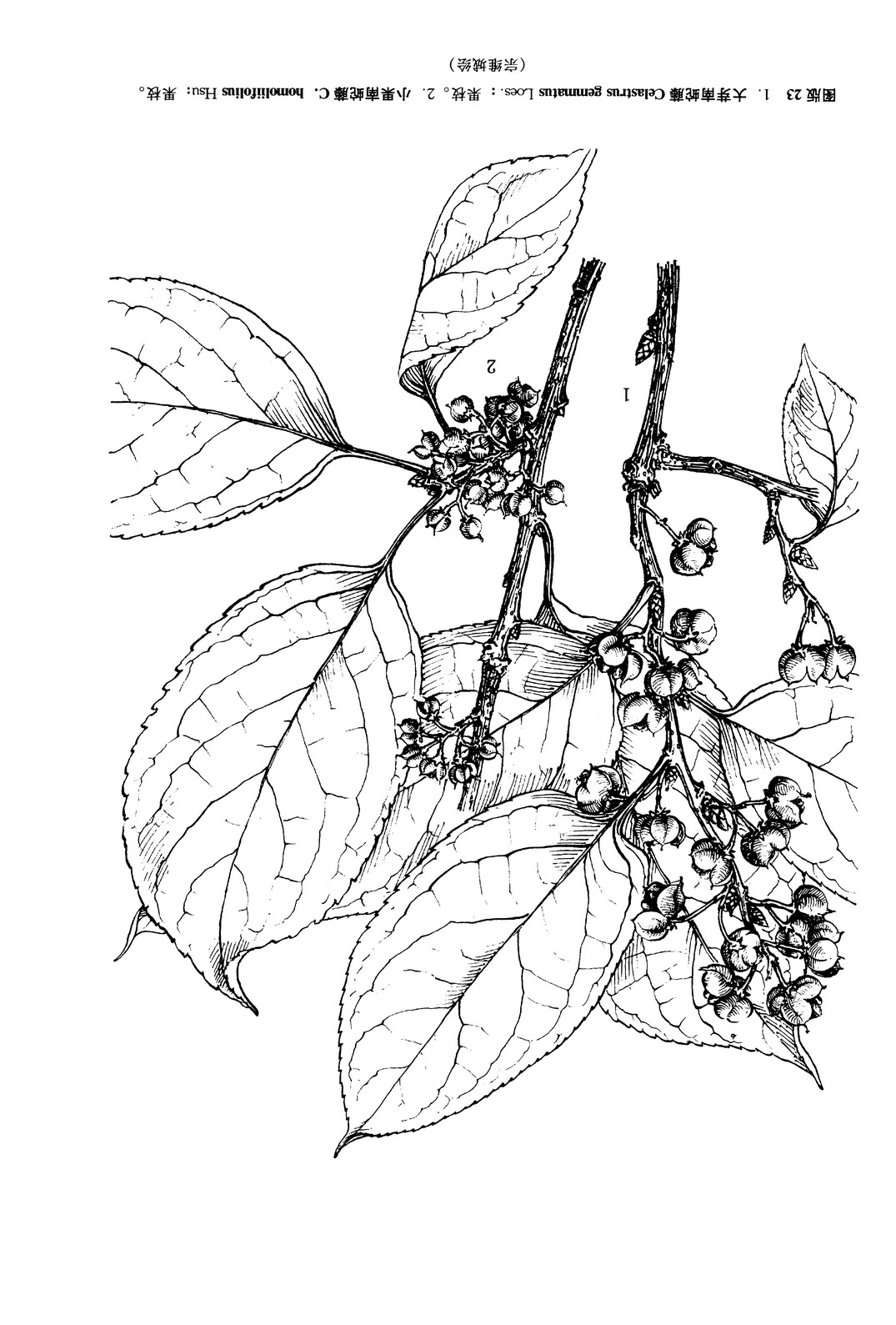 小果南蛇藤 Celastrus homaliifolius P. S. Hsu