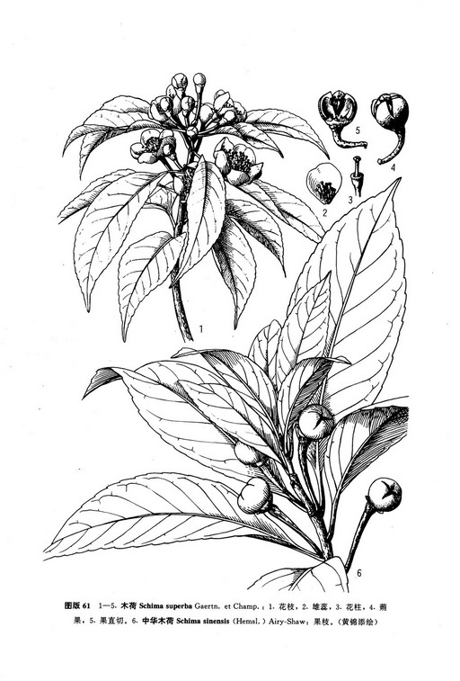 木荷 Schima superba Gardner et Champ.