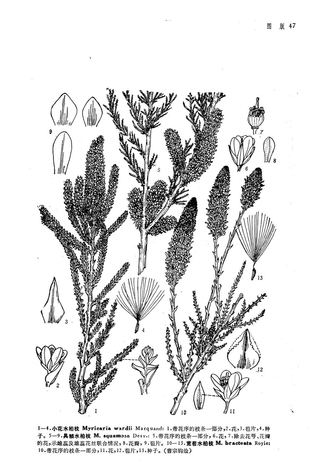 宽苞水柏枝 Myricaria bracteata Royle