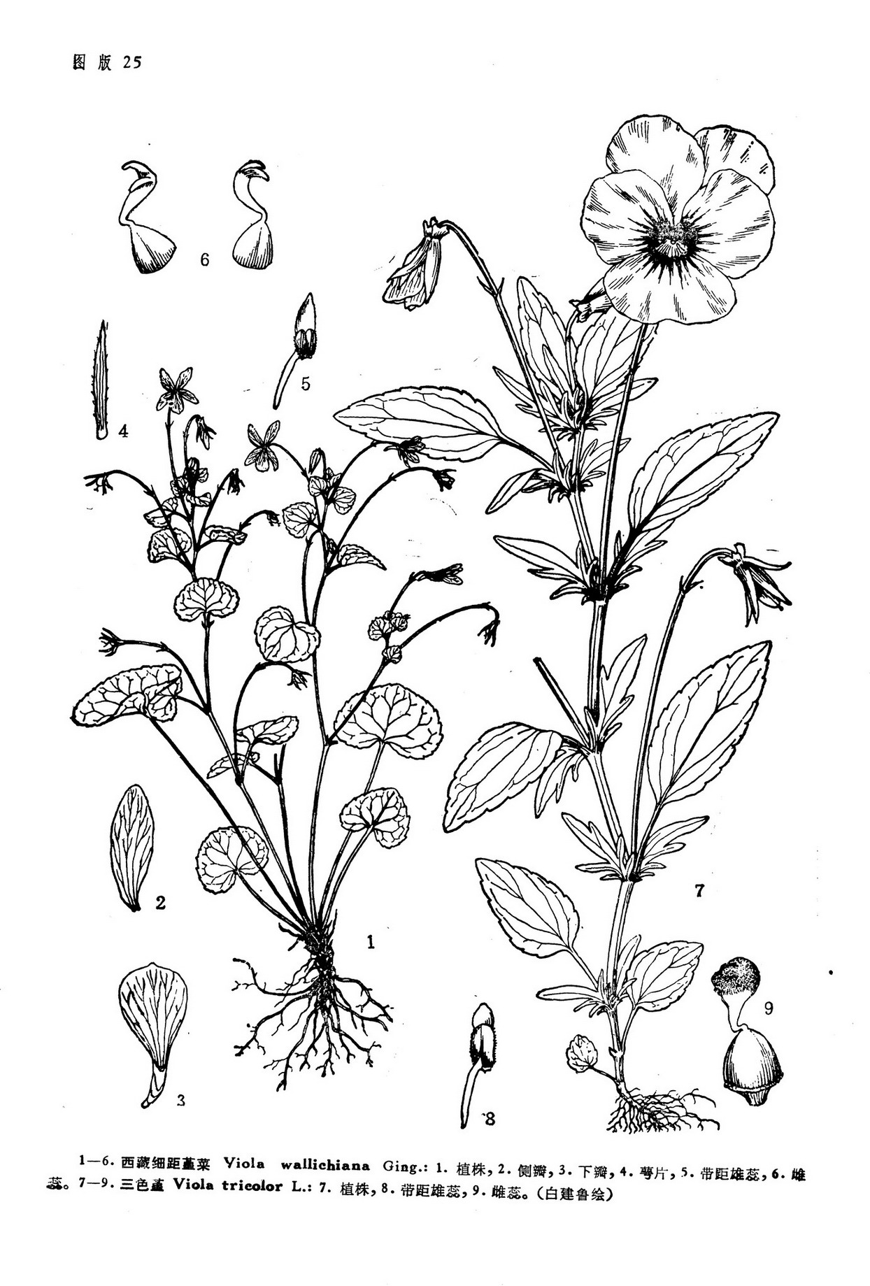 三色堇 Viola tricolor L.