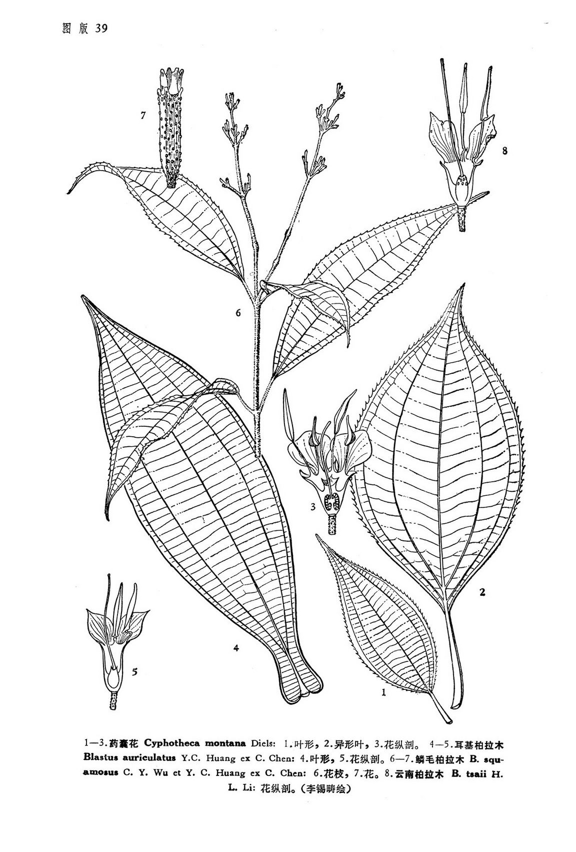 药囊花 Cyphotheca montana Diels