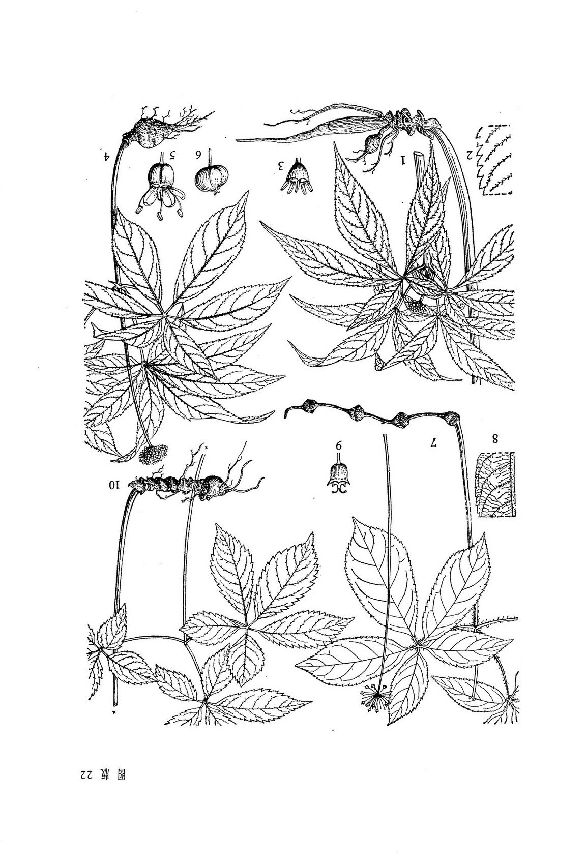 三七 Panax pseudoginseng Wall. var. notoginseng (Burkill) Hoo et Tseng