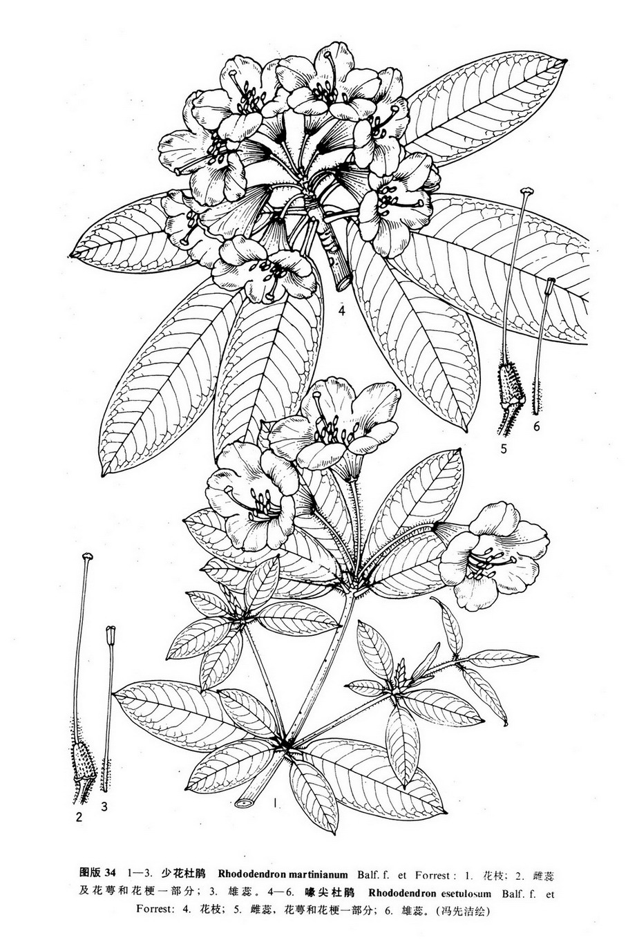 喙尖杜鹃 Rhododendron esetulosum Balf.f. et Forrest