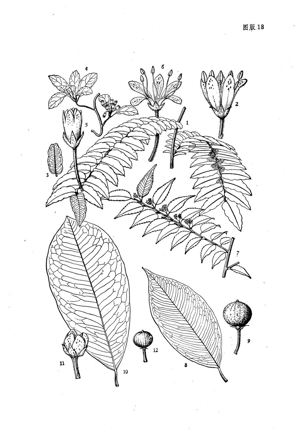大叶酸藤子 Embelia subcoriacea (C. B. Clarke) Mez