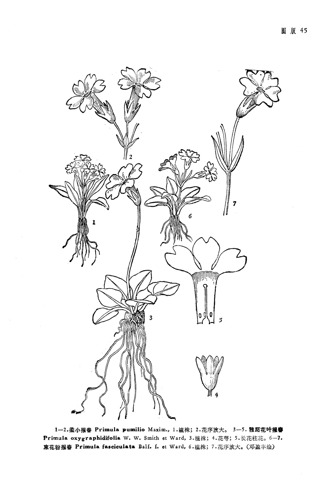 束花粉报春 Primula fasciculata Balf.f. et Kingdon-Ward