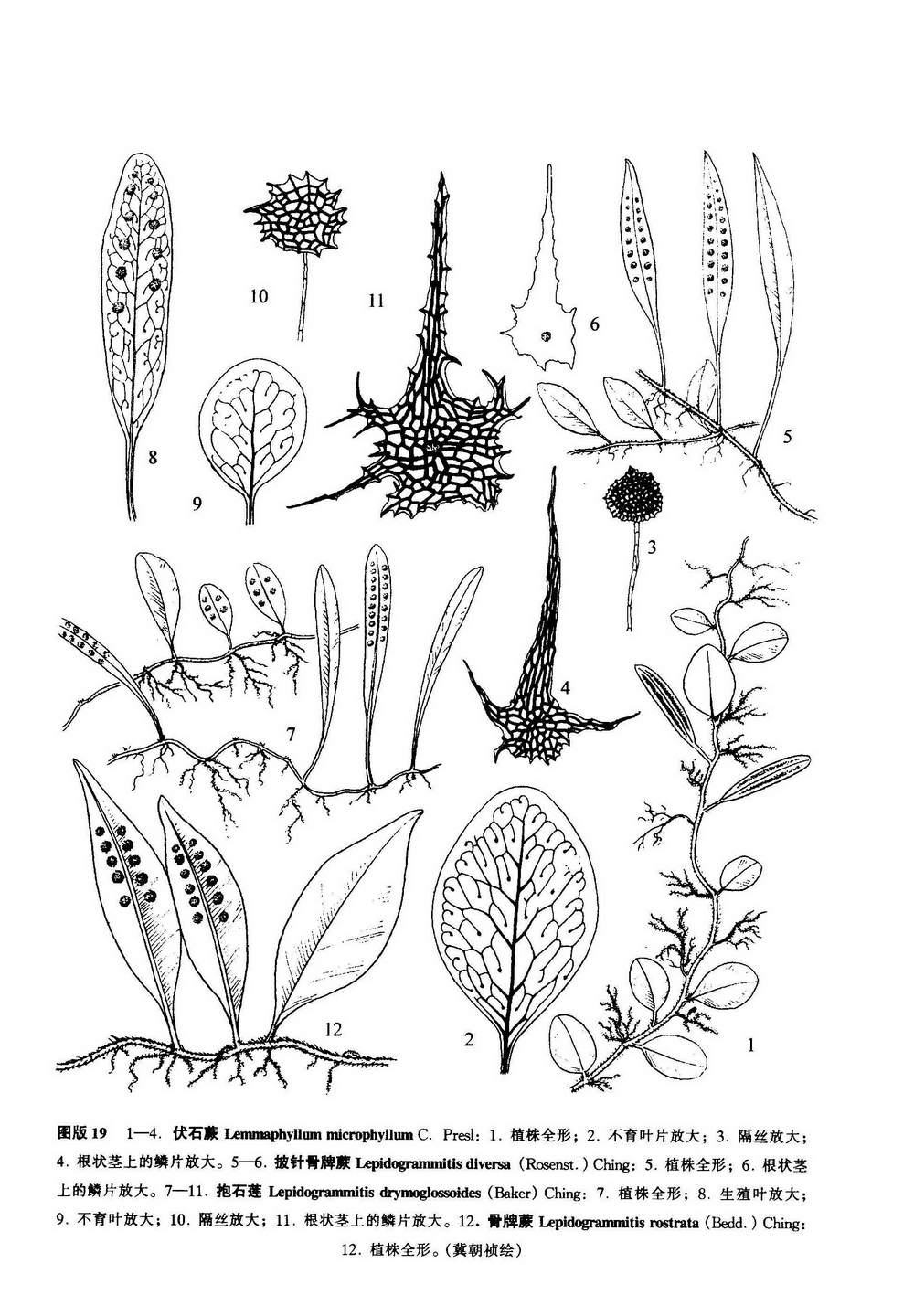 披针骨牌蕨 Lepidogrammitis diversa (Rosenst.) Ching