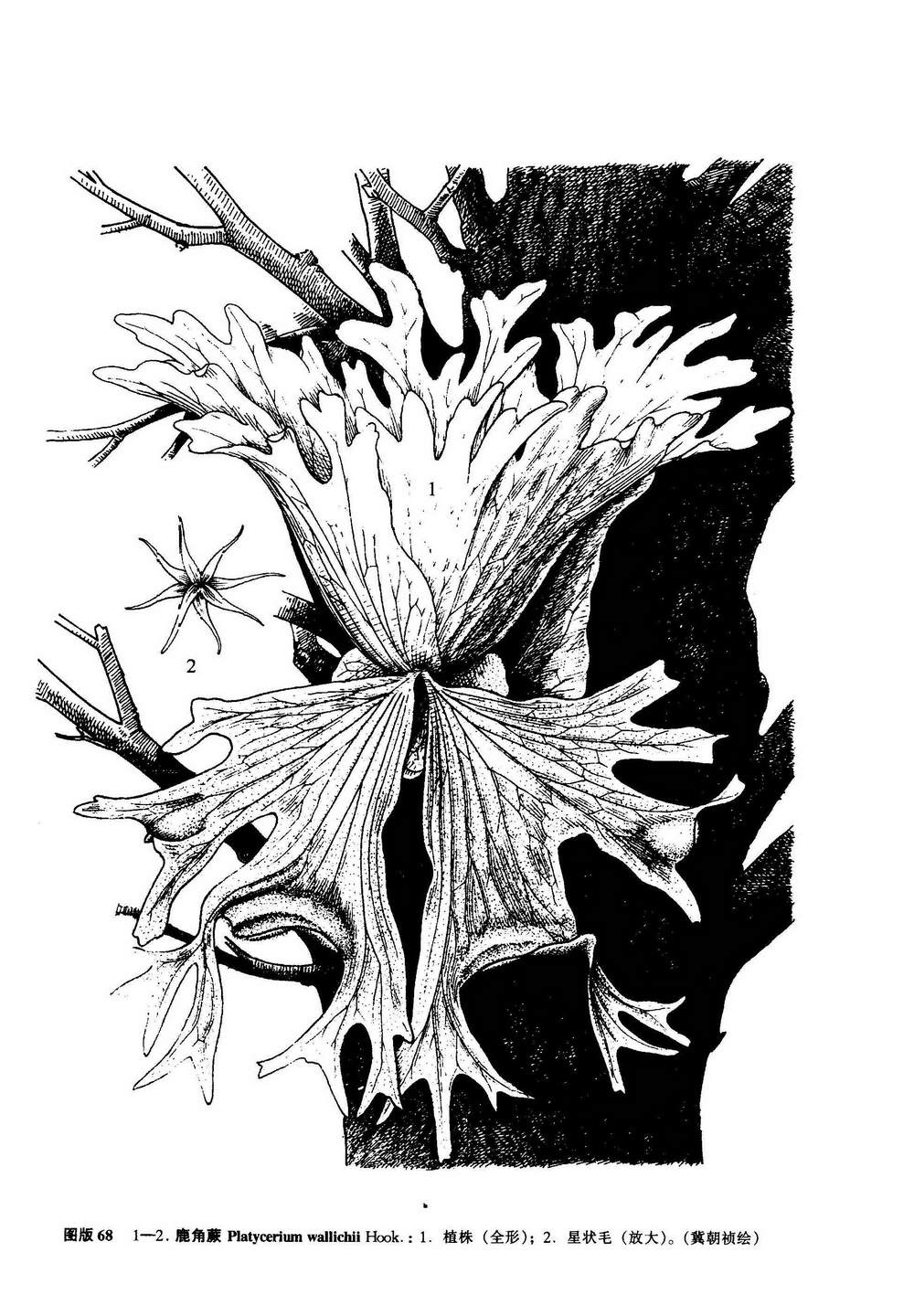 鹿角槲 Platycerium wallichii Hook.