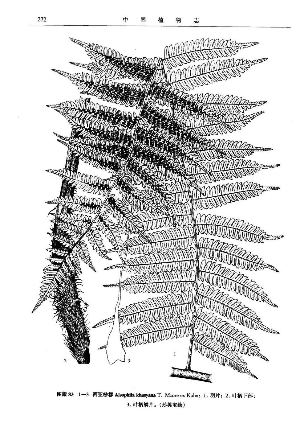 西亚桫椤 Alsophila khasyana T. Moore