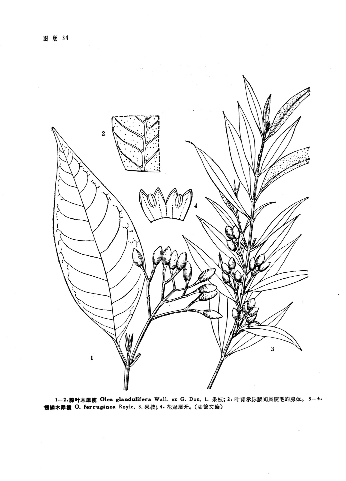 锈鳞木犀榄 Olea ferruginea Royle