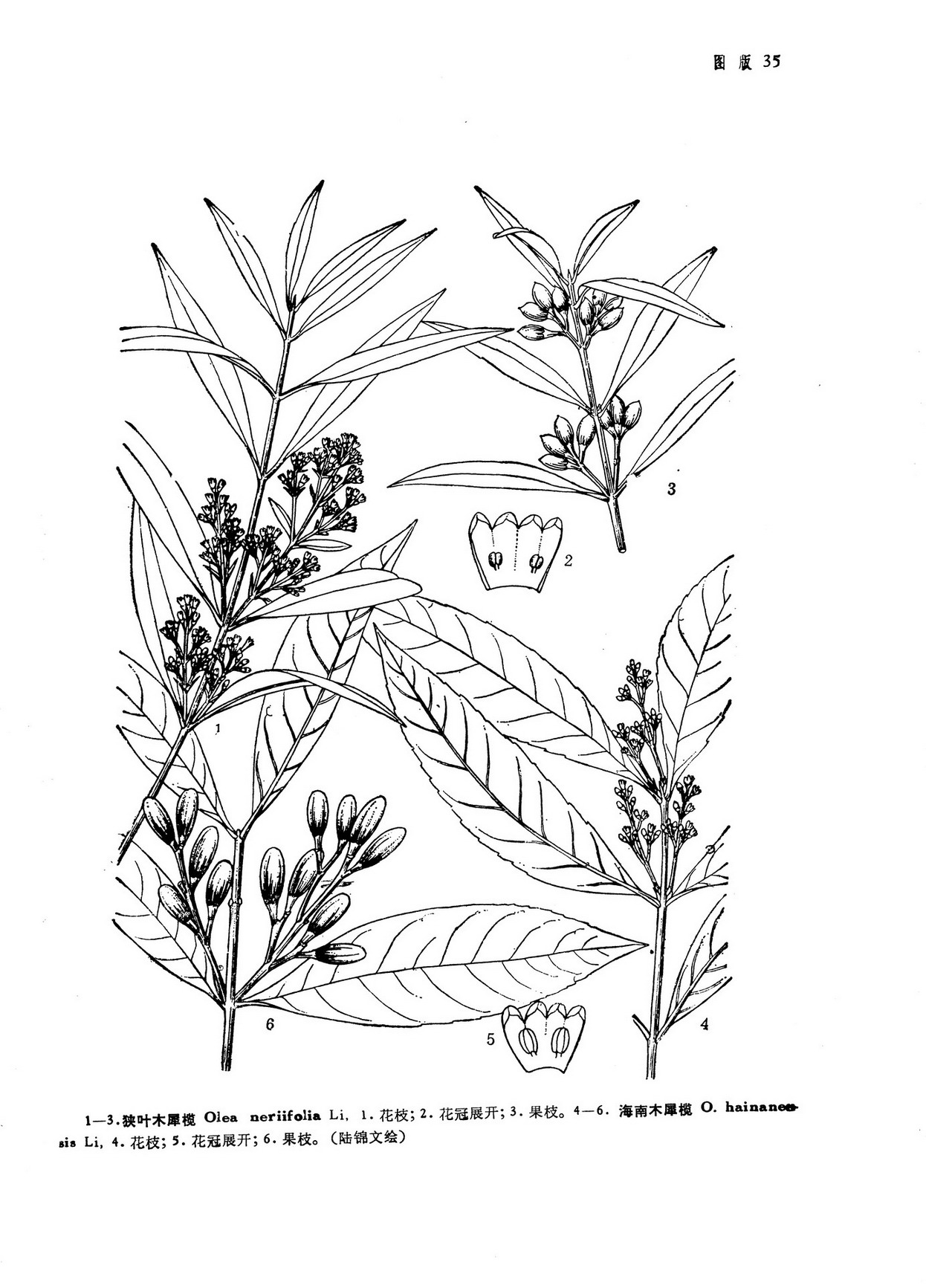 狭叶木犀榄 Olea neriifolia H. L. Li