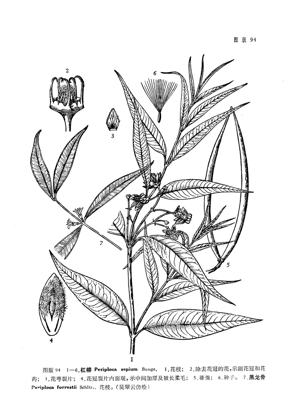 杠柳 Periploca sepium Bunge