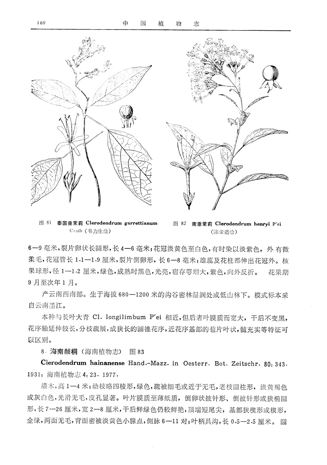 泰国垂茉莉 Clerodendrum garrettianum Craib