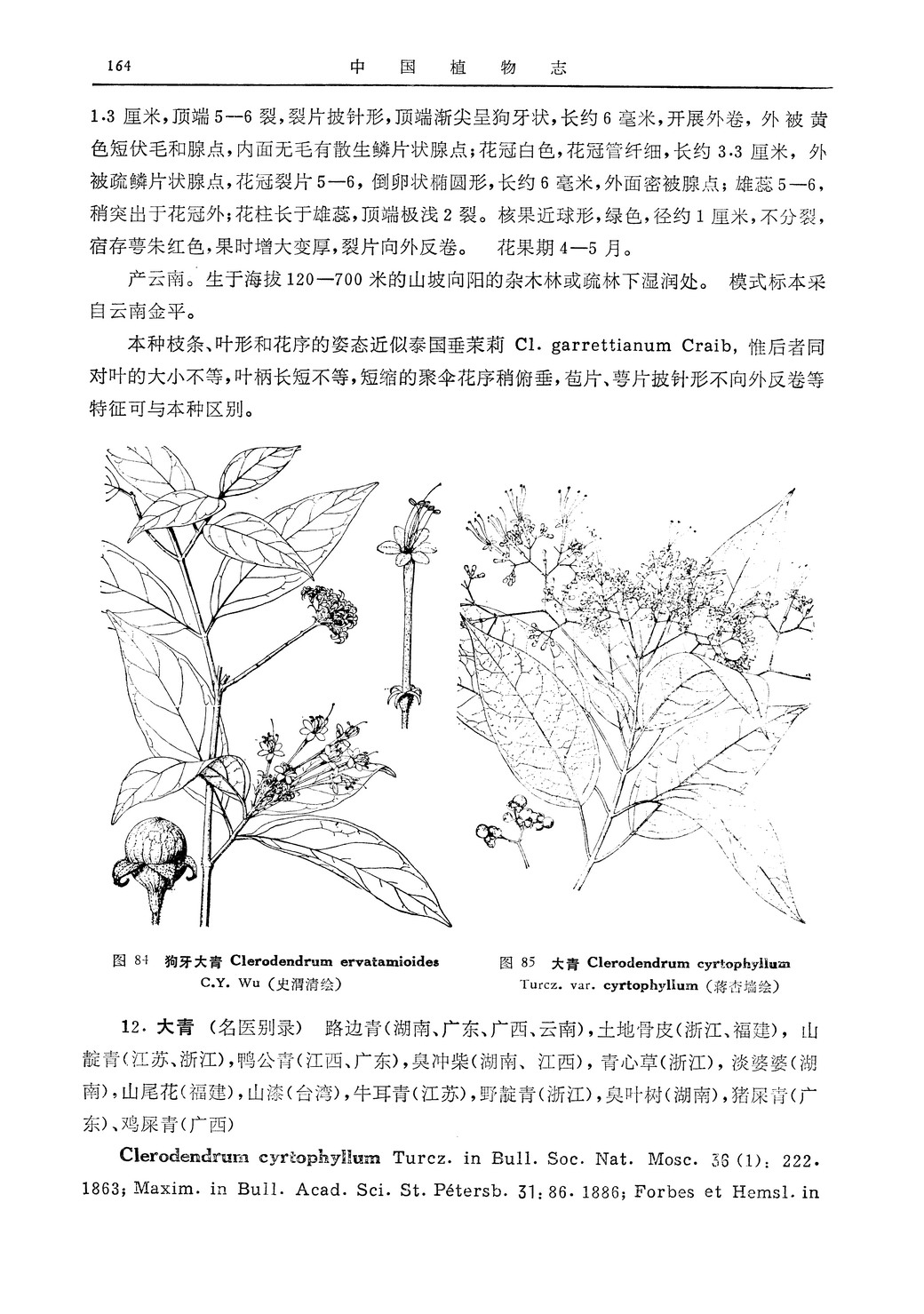 狗牙大青 Clerodendrum ervatamioides C. Y. Wu