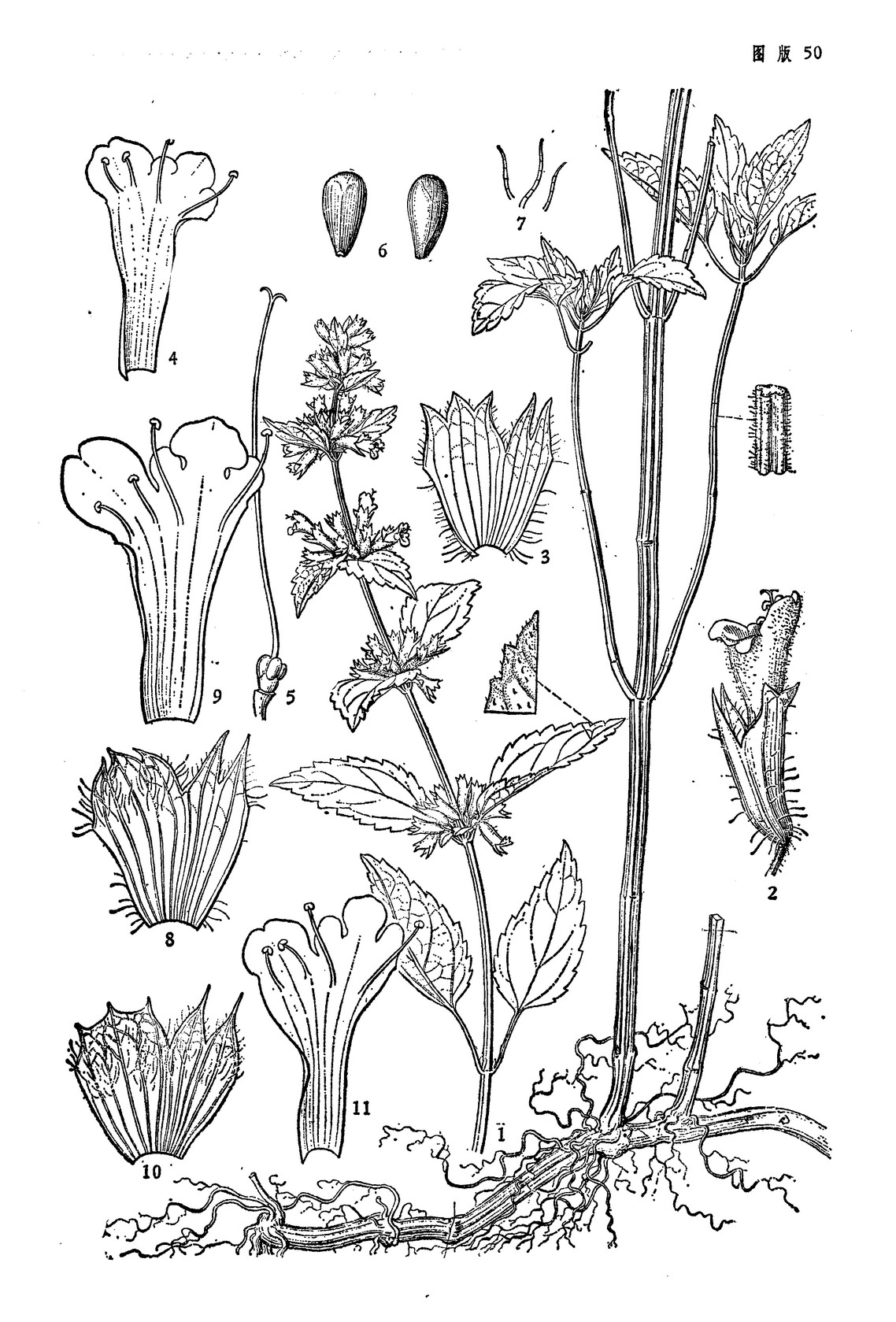 云南蜜蜂花 Melissa yunnanensis C. Y. Wu et Y. C. Huang