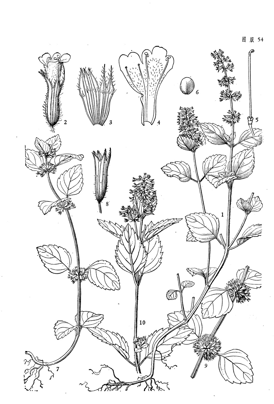 细风轮菜 Clinopodium gracile (Benth.) Matsum.