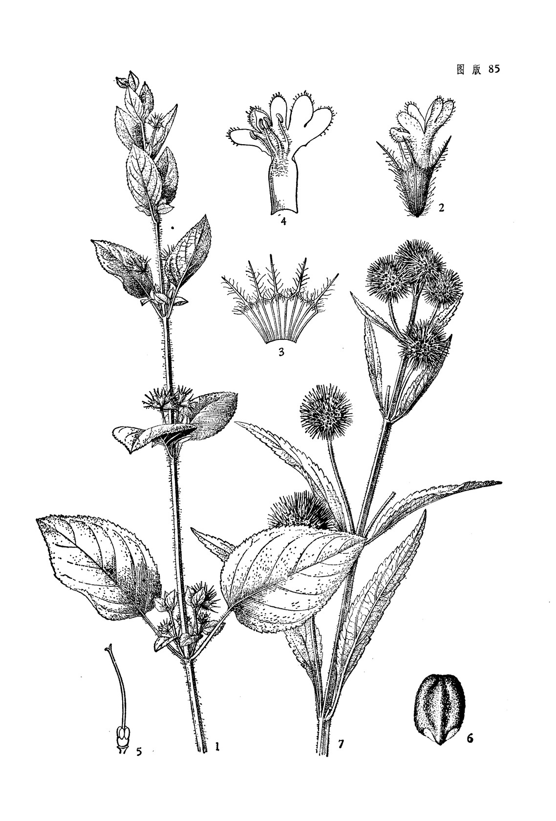 吊球草 Hyptis rhomboidea M. Martens et Galeotti