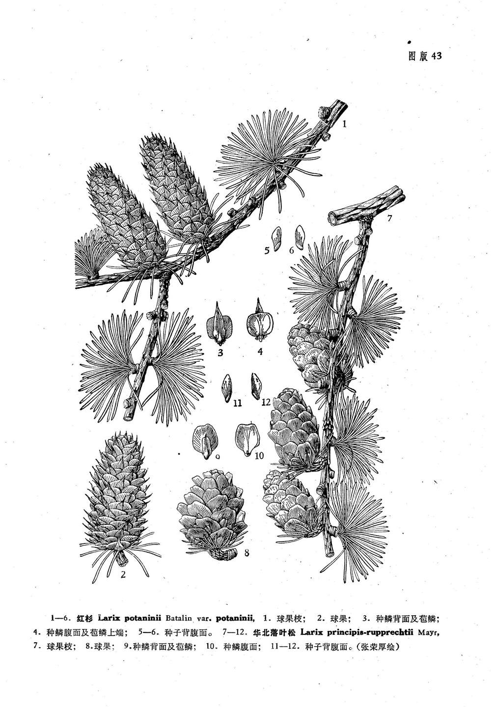 华北落叶松 Larix principis-rupprechtii Mayr