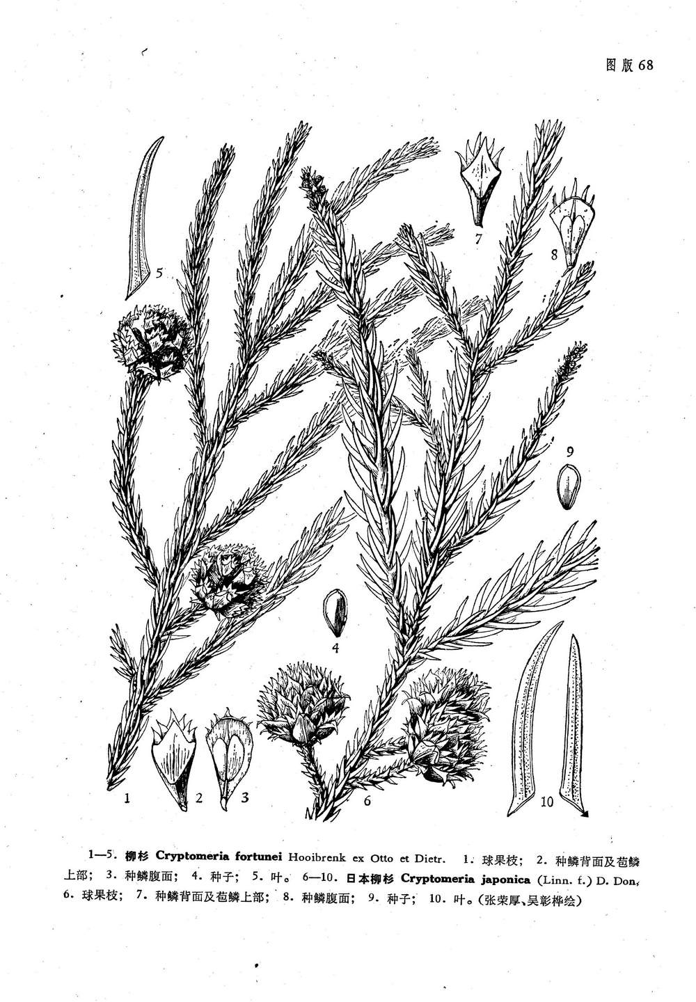 柳杉 Cryptomeria fortunei Hooibr. ex Otto et Dietrich