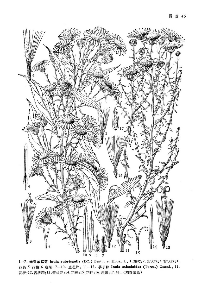 蓼子朴 Inula salsoloides (Turcz. ) Ostenf.