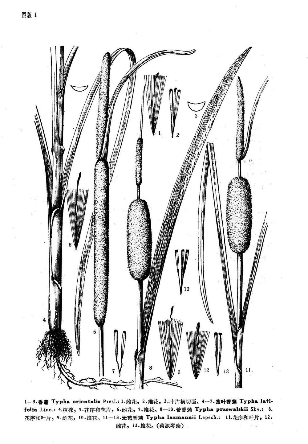 香蒲 Typha orientalis C. Presl