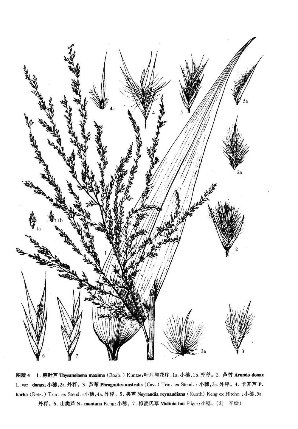 卡开芦 Phragmites karka (Retz.) Trin. ex Steud.